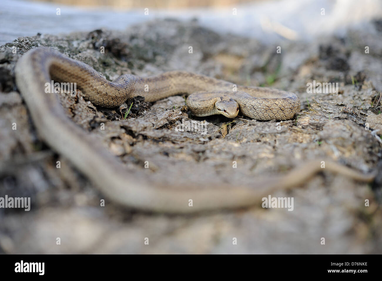 Animal snake reptile hi-res stock photography and images - Alamy