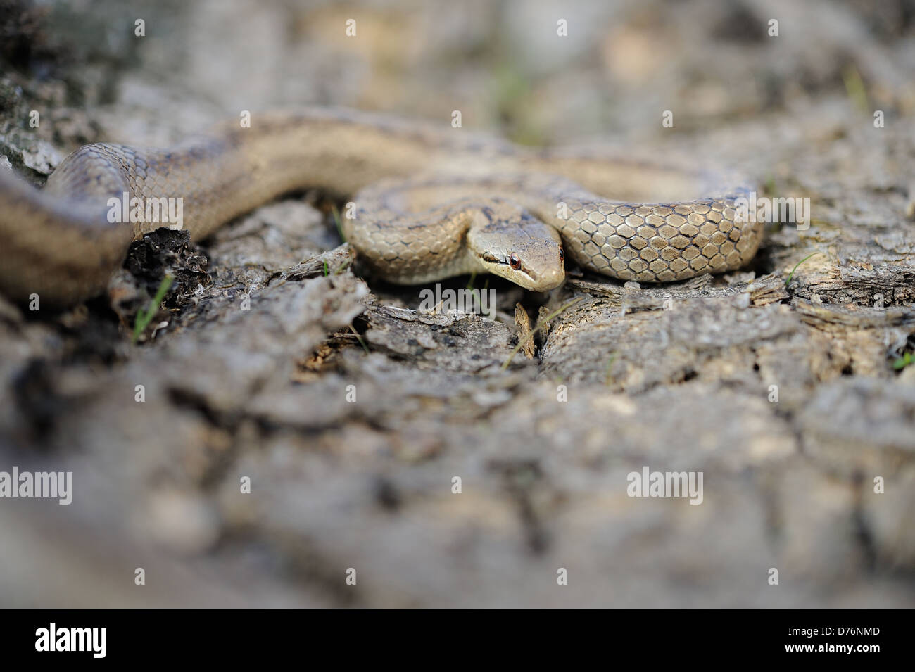 Animal snake hi-res stock photography and images - Alamy