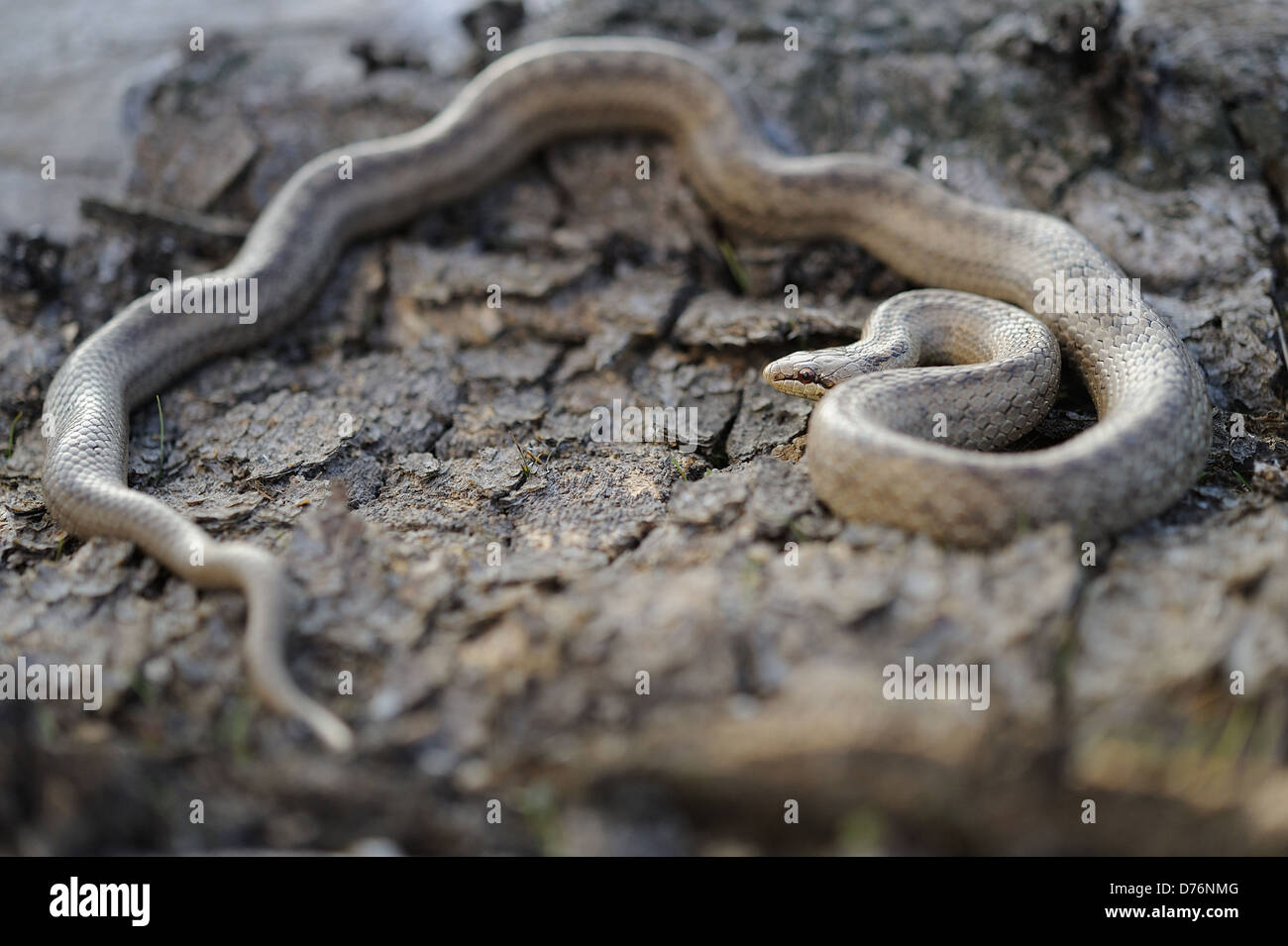 smooth snake (Coronella austriaca Stock Photo - Alamy