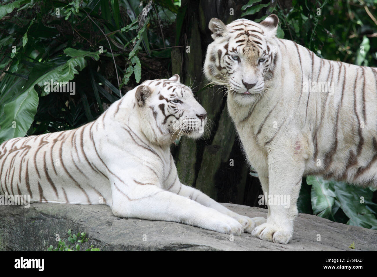 a pair of white bengal tiger Stock Photo - Alamy
