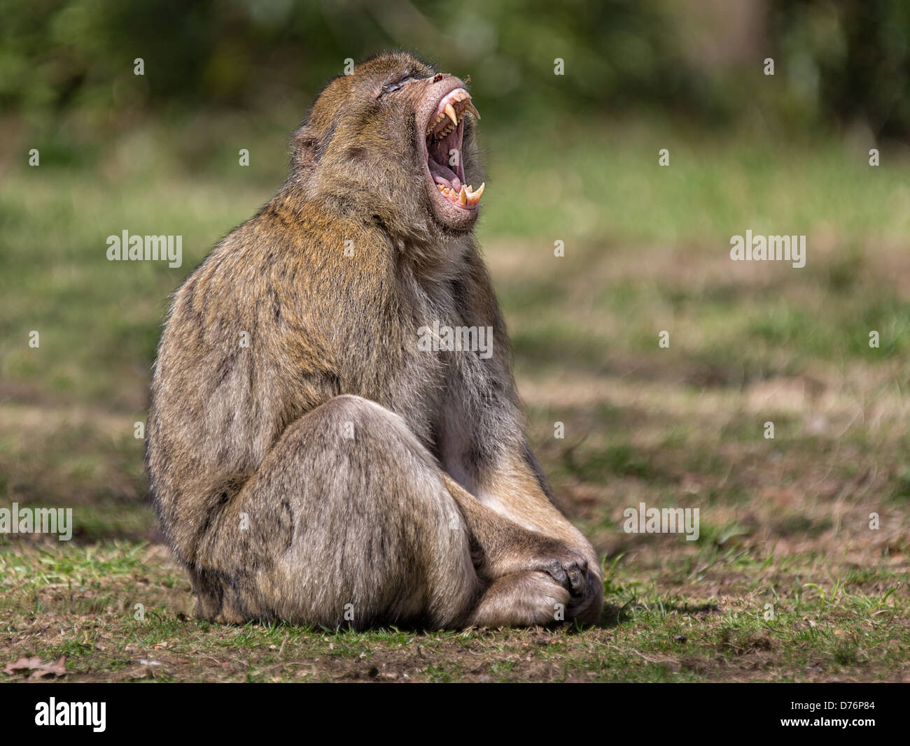 Sitting Monkey Stock Photos & Sitting Monkey Stock Images - Alamy