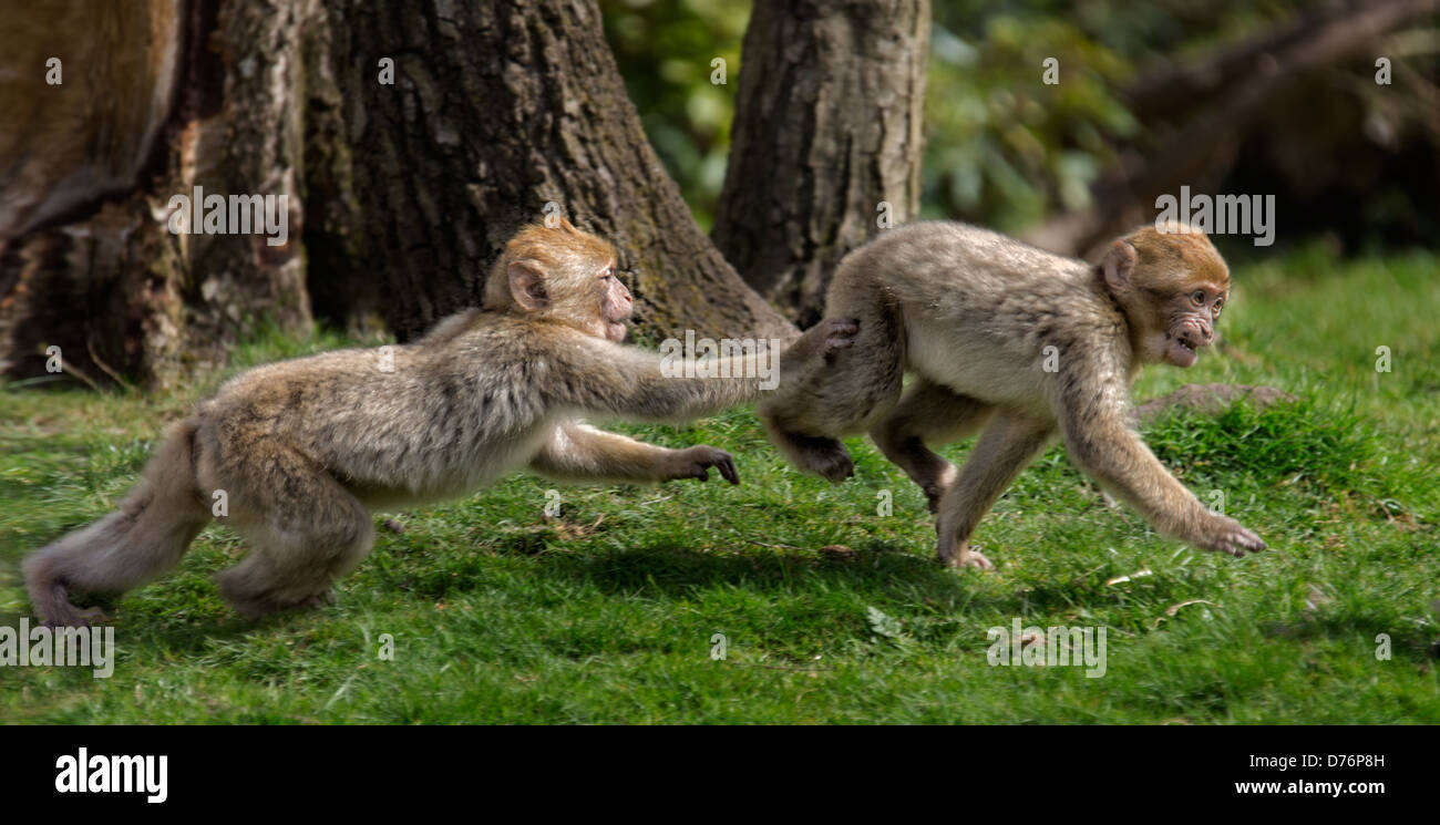 Monkey Chase High Resolution Stock Photography and Images - Alamy