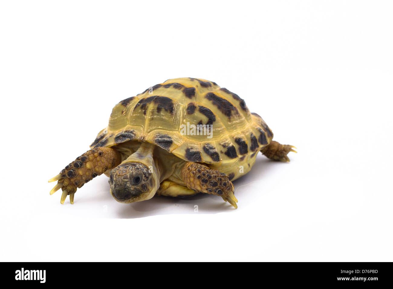Tortoise head on on white background Stock Photo - Alamy
