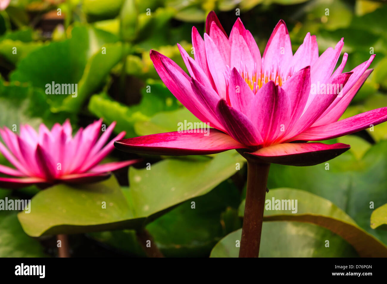 Two violet lotuses in the swamp Stock Photo - Alamy