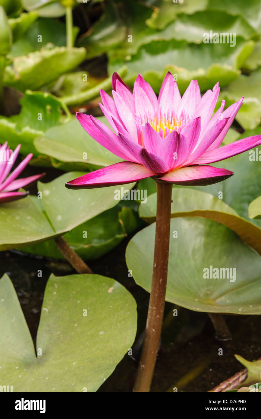 Pink lotus in swamp nature hi-res stock photography and images - Alamy