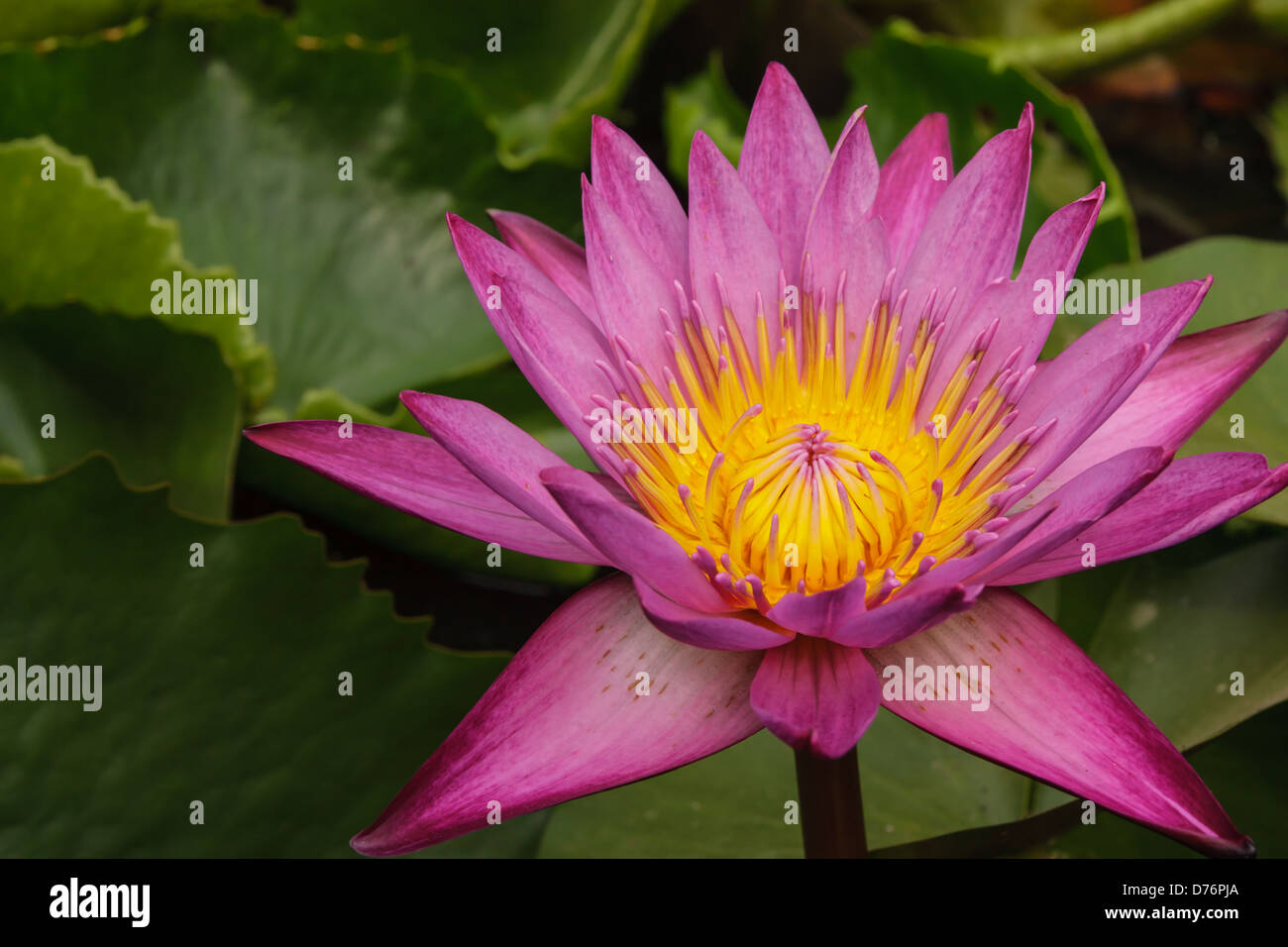 The violet lotus in the swamp Stock Photo - Alamy