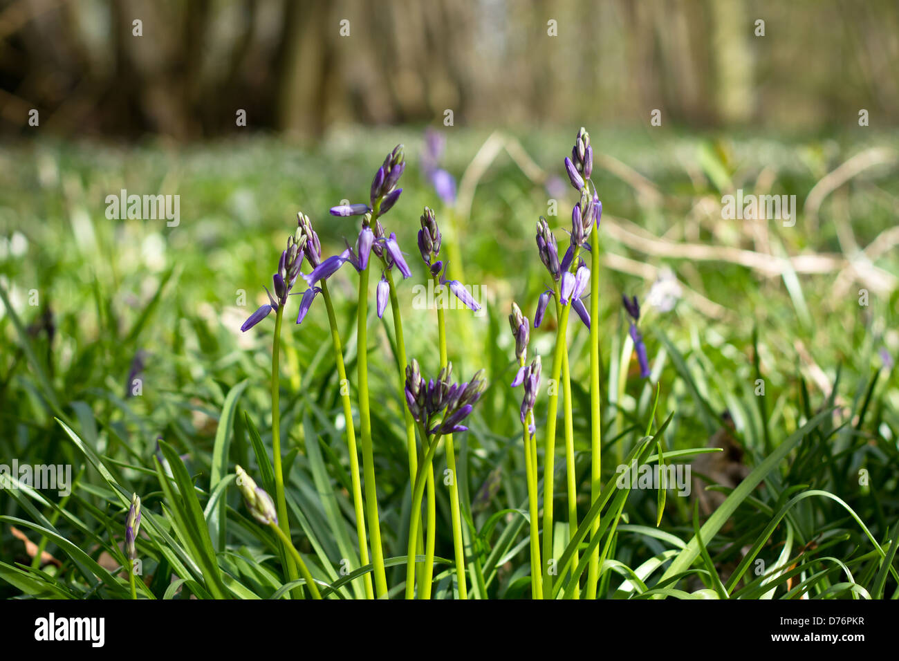 Early Bluebells in Kent Stock Photo - Alamy