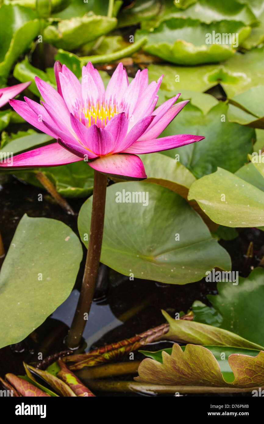 The violet lotus and green leaves in the swamp Stock Photo - Alamy