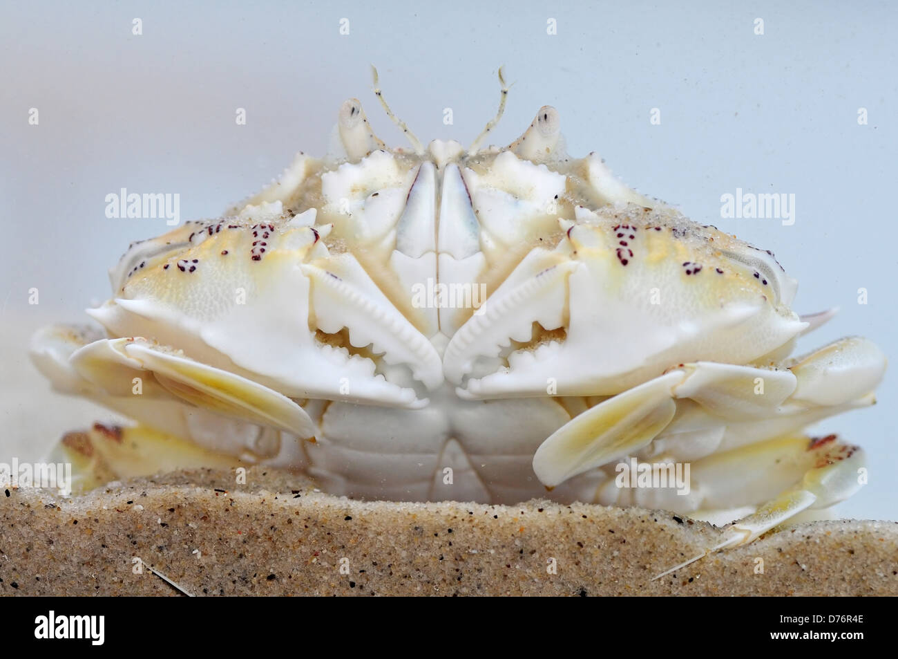A Smiling Spotted Moon Crab Stock Photo - Alamy