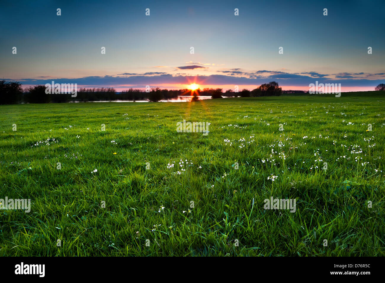 sunset over meadow with spring wildflowers Stock Photo - Alamy