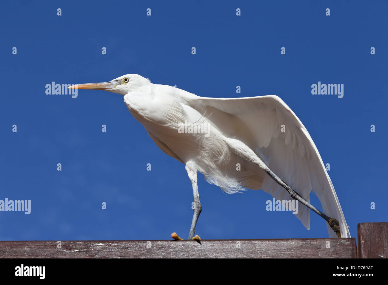 Blue egret hi-res stock photography and images - Alamy