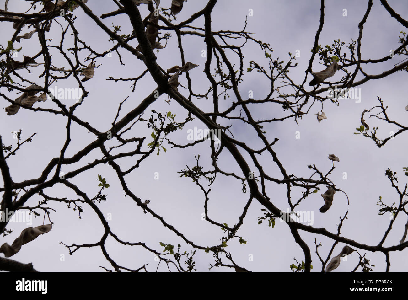 Krishnachura Flower Stock Photos & Krishnachura Flower Stock Images - Alamy