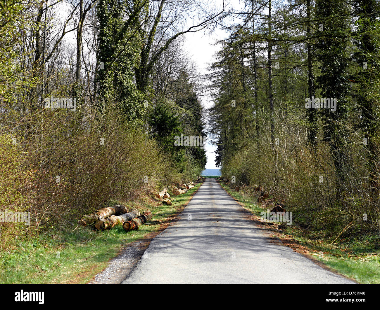 Forest road. Landscape Stock Photo - Alamy