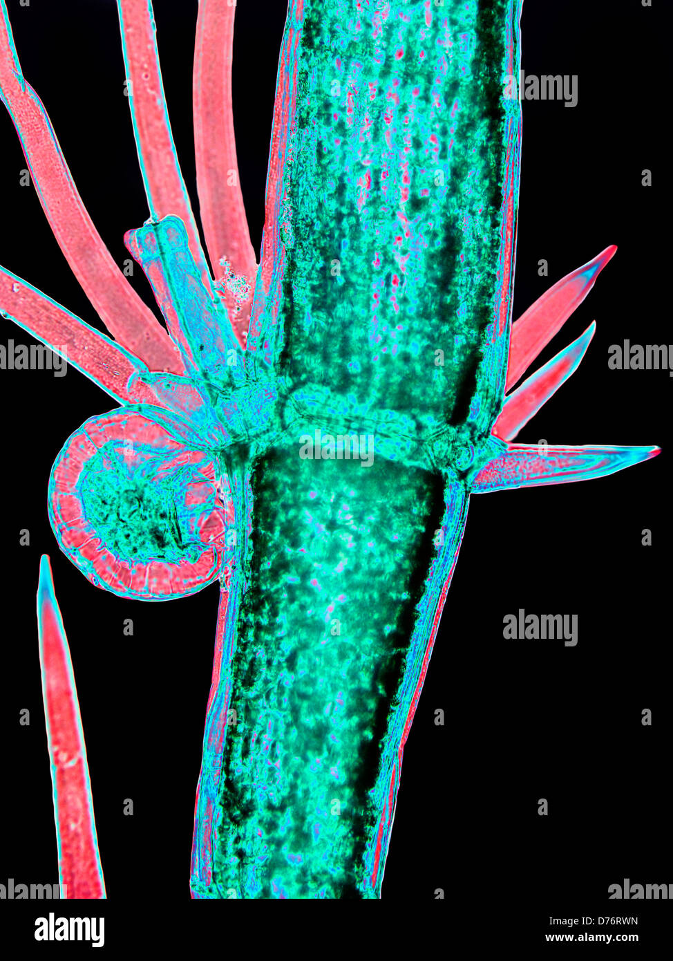 Antheridium hi-res stock photography and images - Alamy