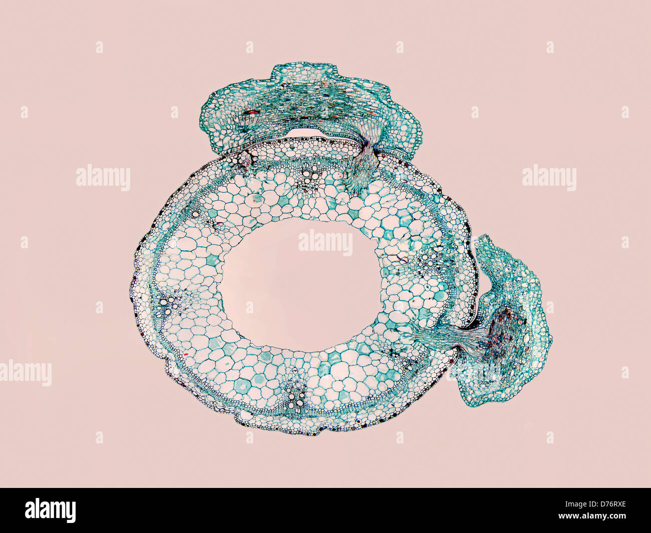 Image two parasitic dodder plants Cuscuta sp showing penetration ...