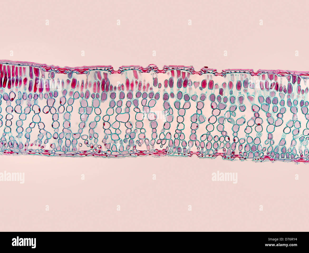 Longitudinal section portion fir Abies sp needle structural elements ...