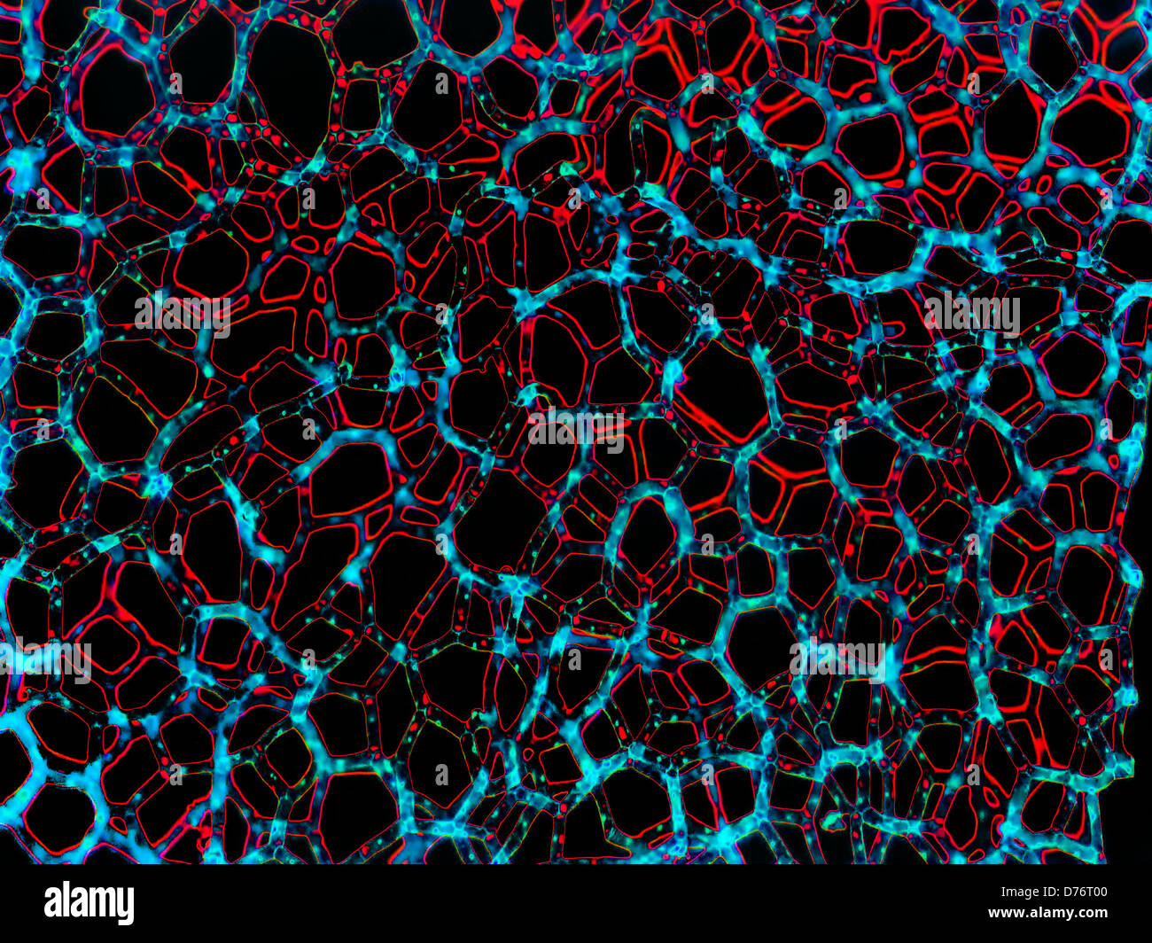 Hydrodictyon algae magnification 200x This algae has become pest on ...