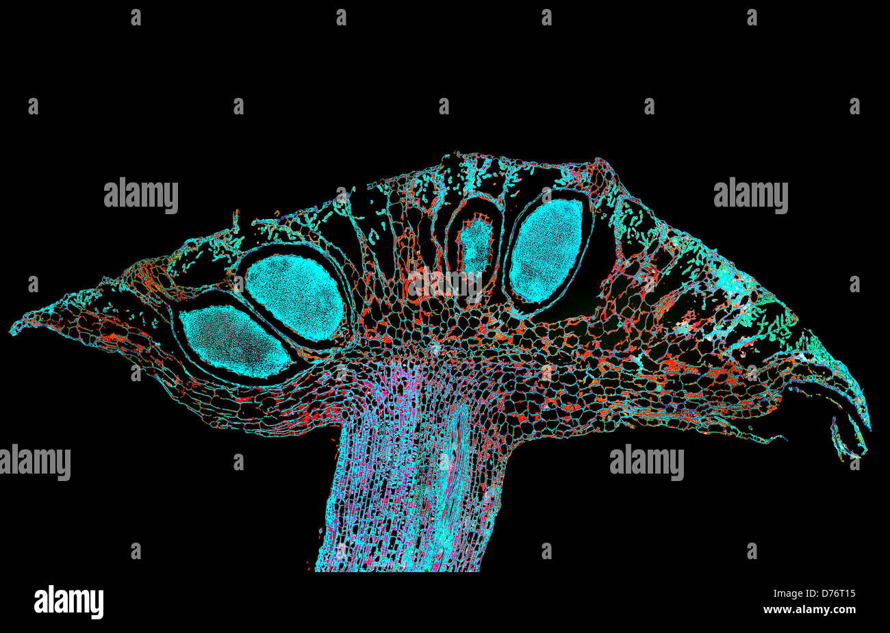 Antheridium hi-res stock photography and images - Alamy