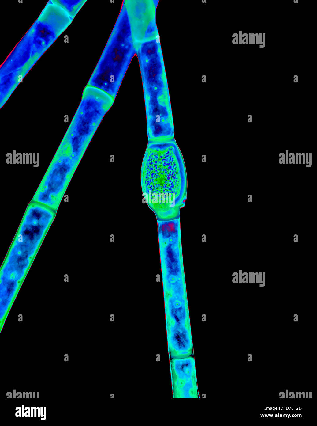 Filamentous algae hi-res stock photography and images - Alamy