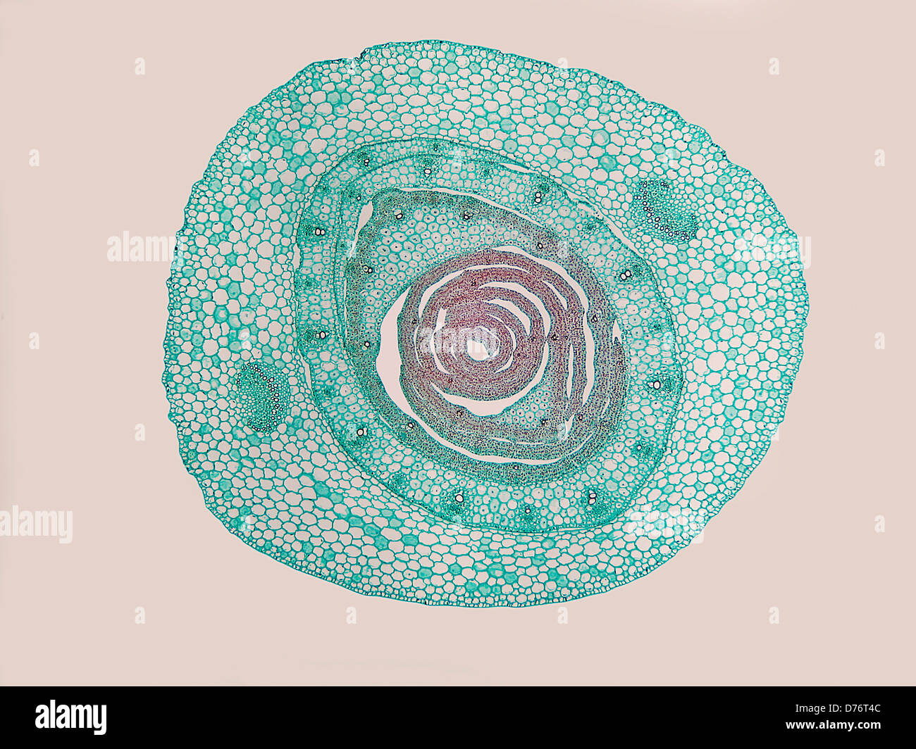 Cross section emerging corn Zea coleoptile magnification 40x Stock ...