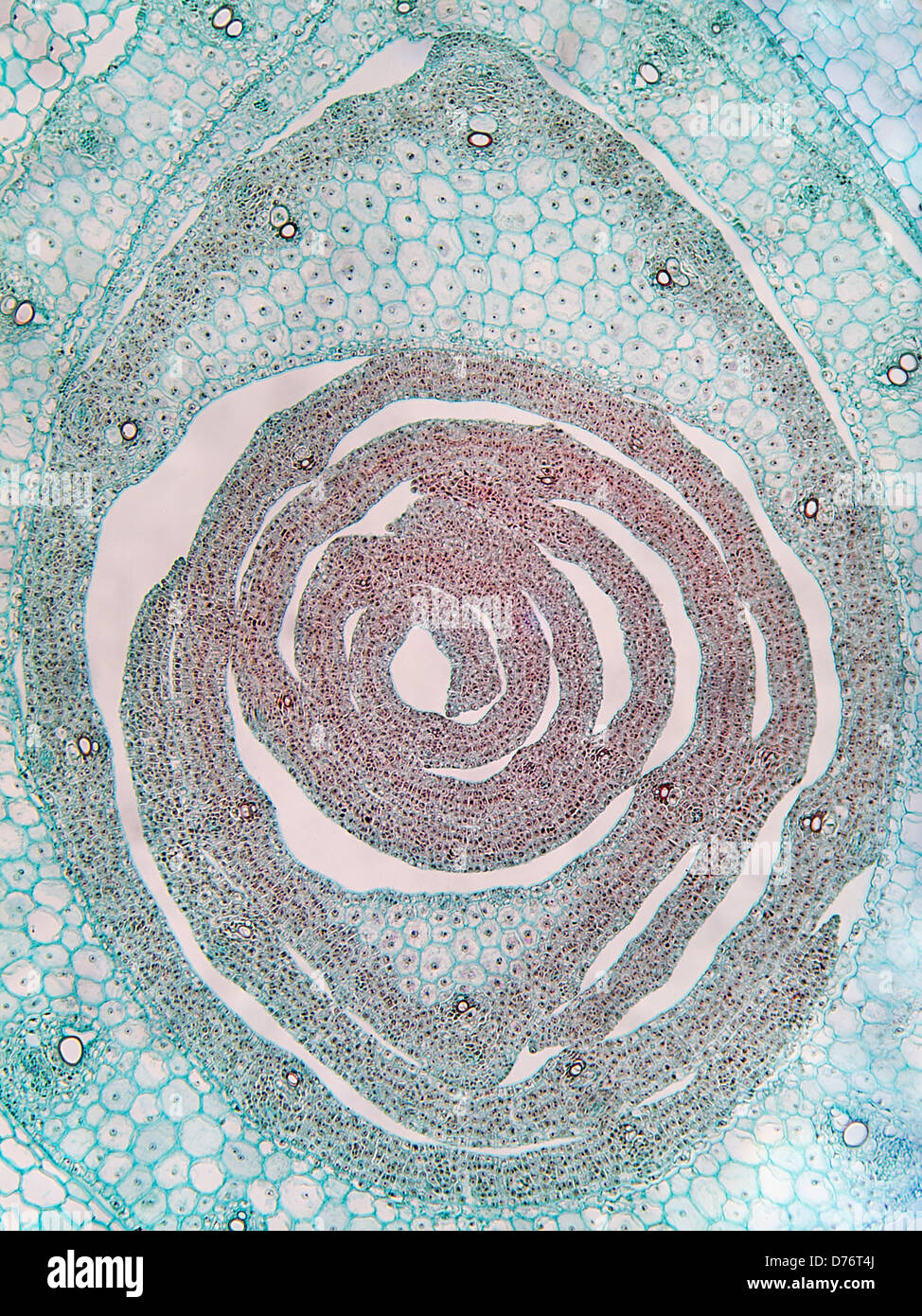 Corn cross section micrograph hi-res stock photography and images - Alamy