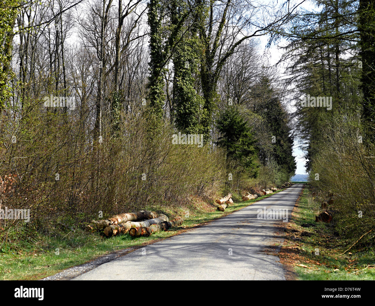 Forest road. Landscape Stock Photo - Alamy