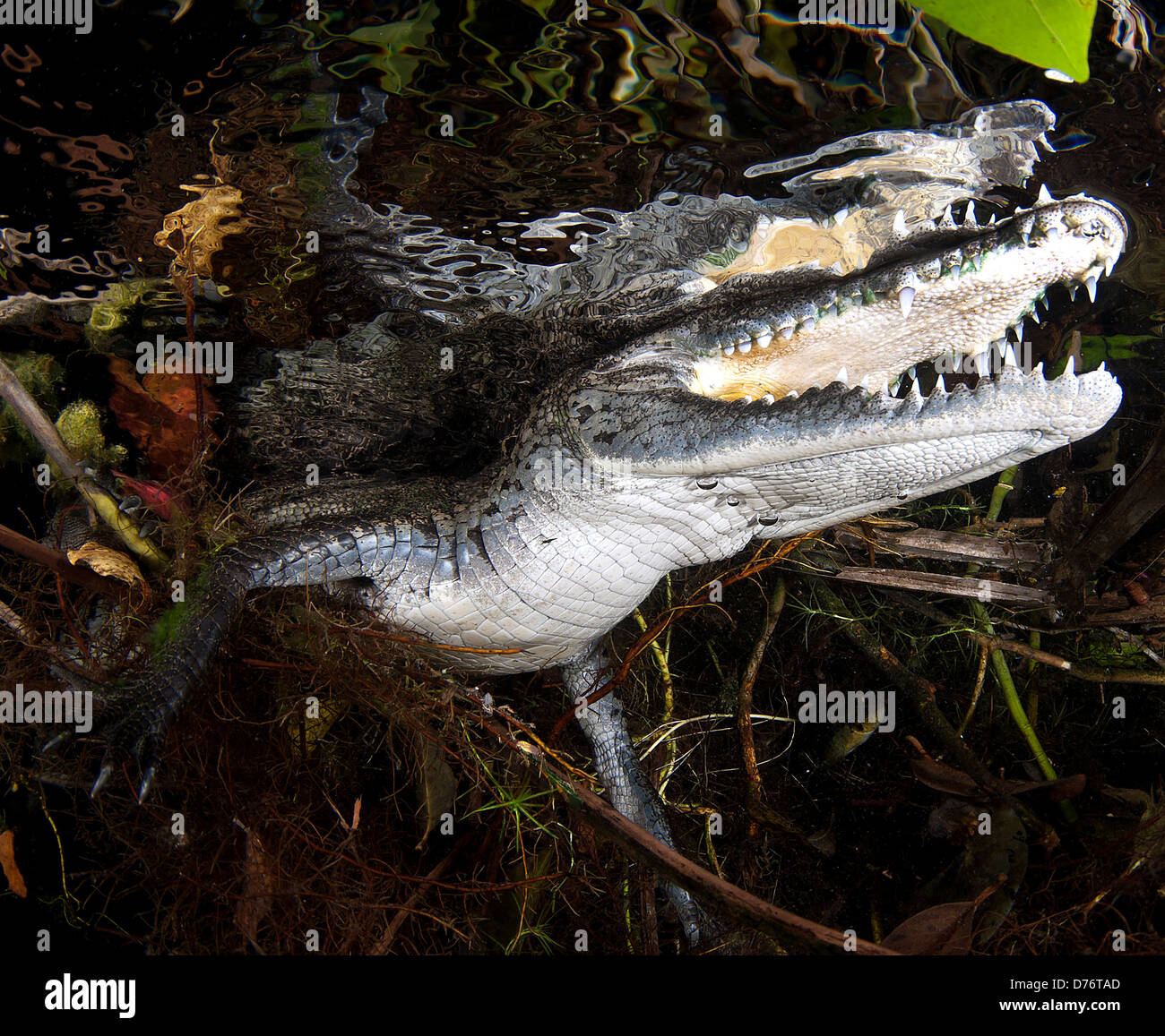 Morelet's crocodile Crocodylus moreletii swimming in carwash cenote ...