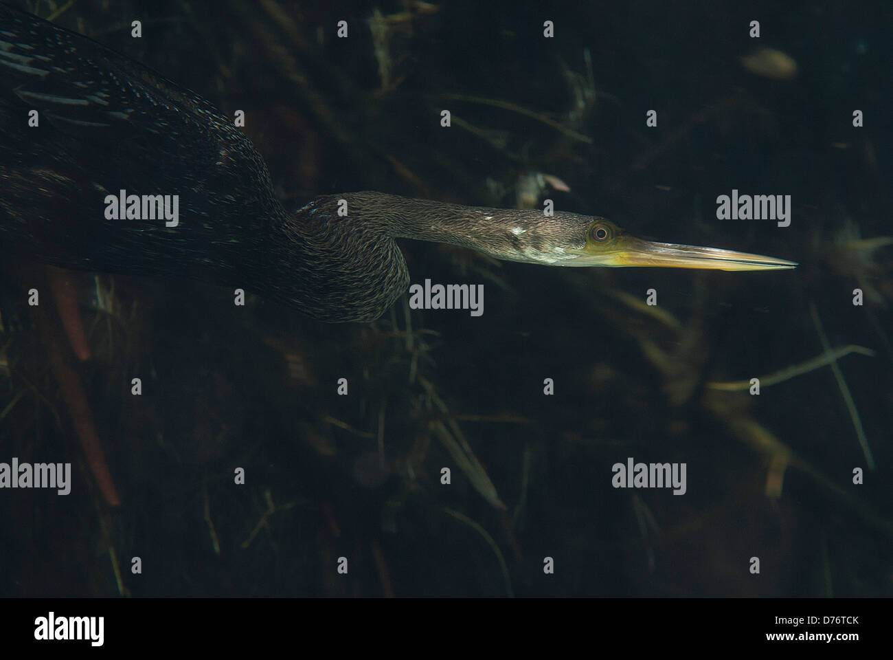 Anhinga Anhinga anhinga underwater while hunting among mangrove roots ...