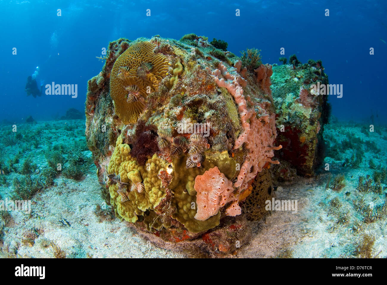 Underwater view wreck barrels scuba diver Cancun Quintana Roo Yucatan ...