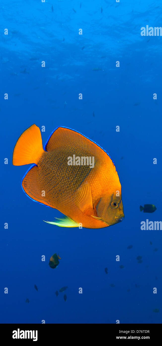 School Clarion angelfish Holocanthus clarionensis swimming underwater ...