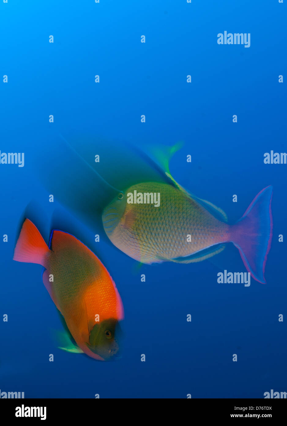 Crosshatch triggerfish Xanthichthys mento Clarion angelfish Holocanthus ...