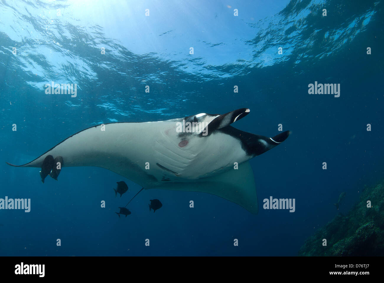 Manta ray swimming on cleaning hi-res stock photography and images - Alamy