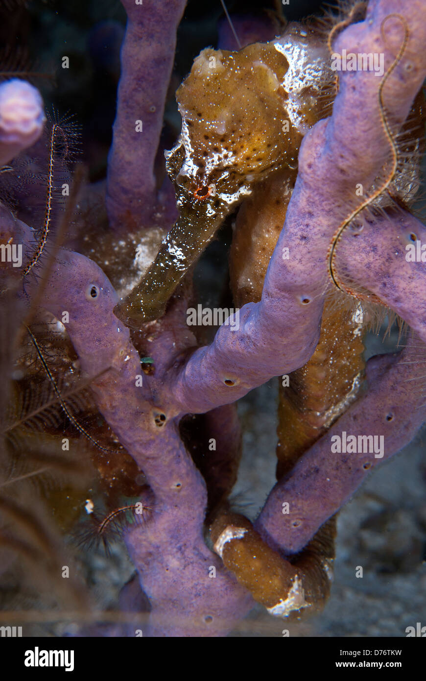 Longsnout Seahorse Hippocampus reidi underwater Cozumel Quintana Roo ...