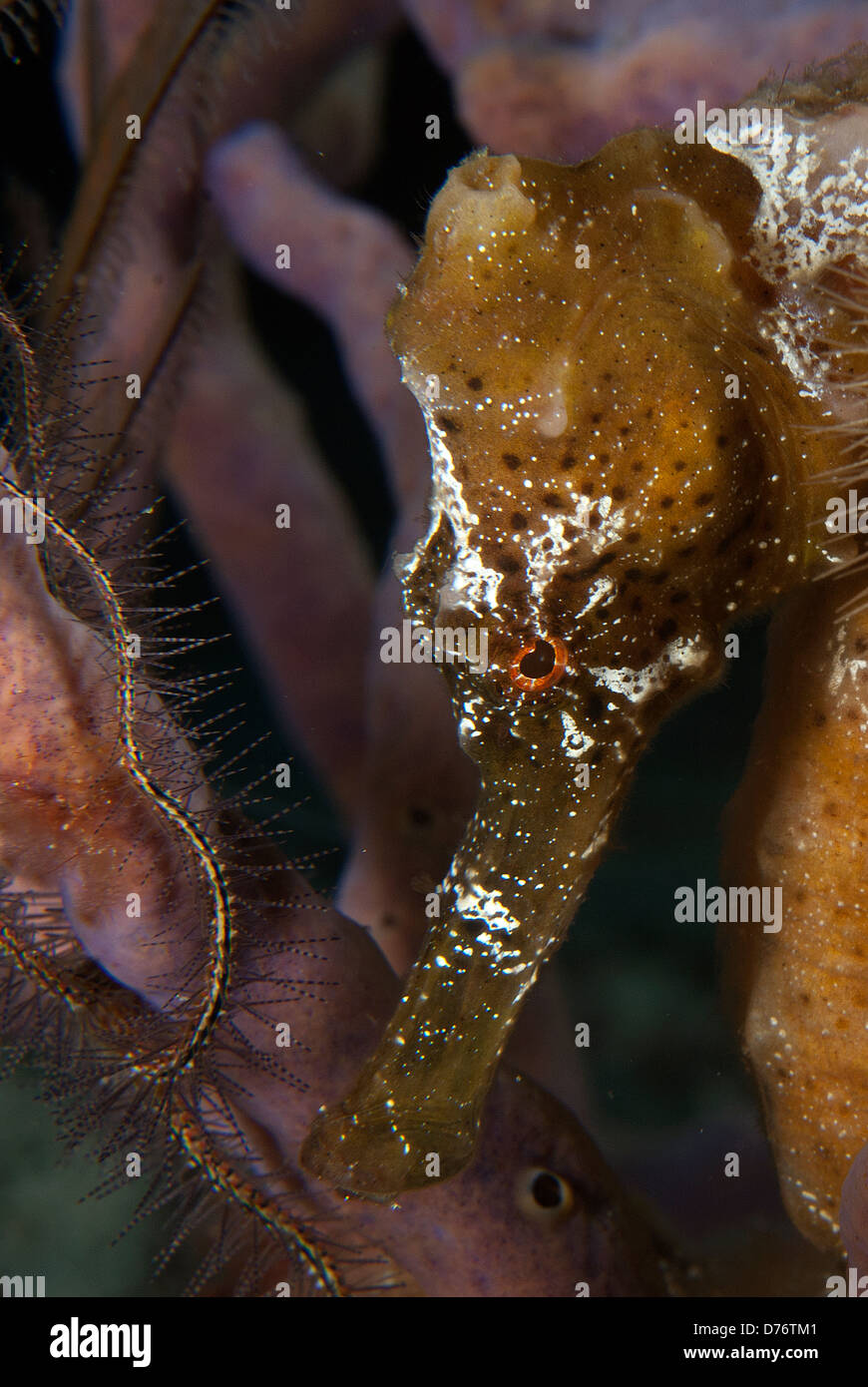 Longsnout Seahorse Hippocampus reidi underwater Cozumel Quintana Roo ...