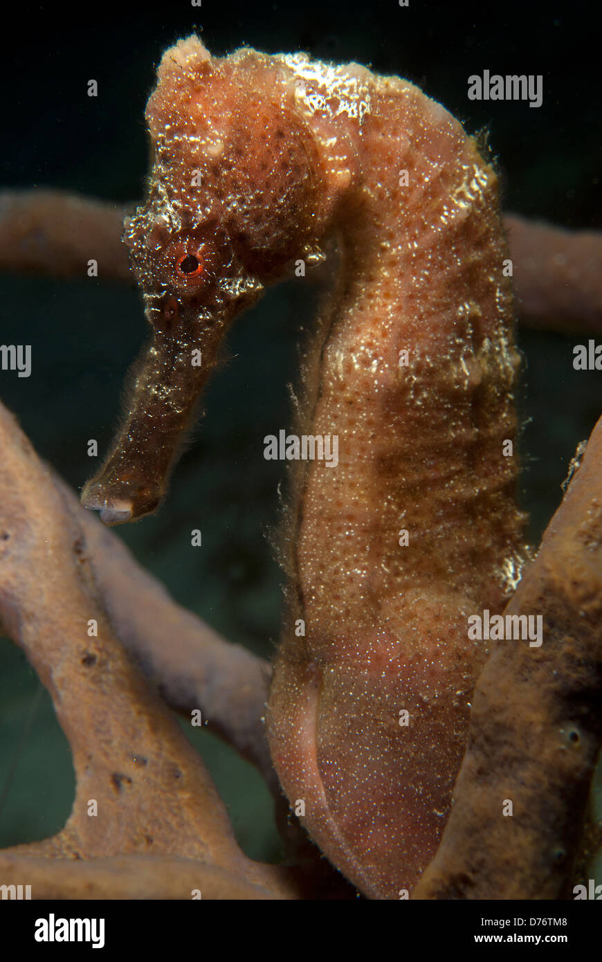 Longsnout Seahorse Hippocampus reidi underwater Cozumel Quintana Roo ...
