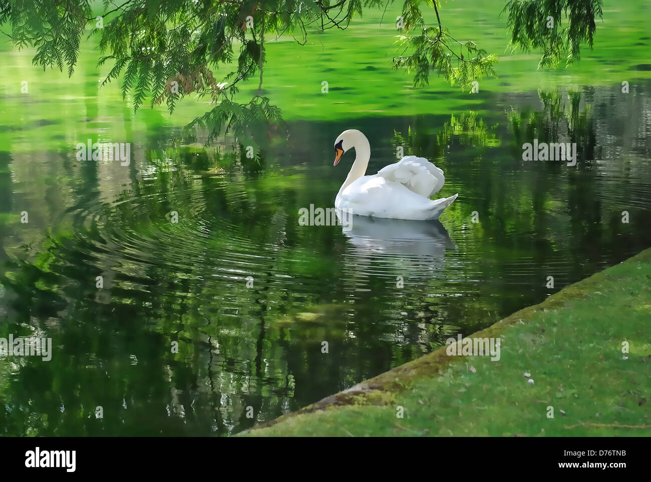 a swan on a lake Stock Photo - Alamy