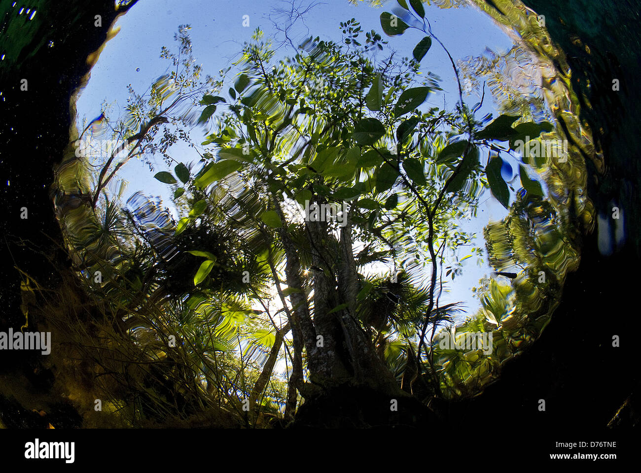 Forest view underwater in carwash cenote Tulum Riviera Maya Quintana ...