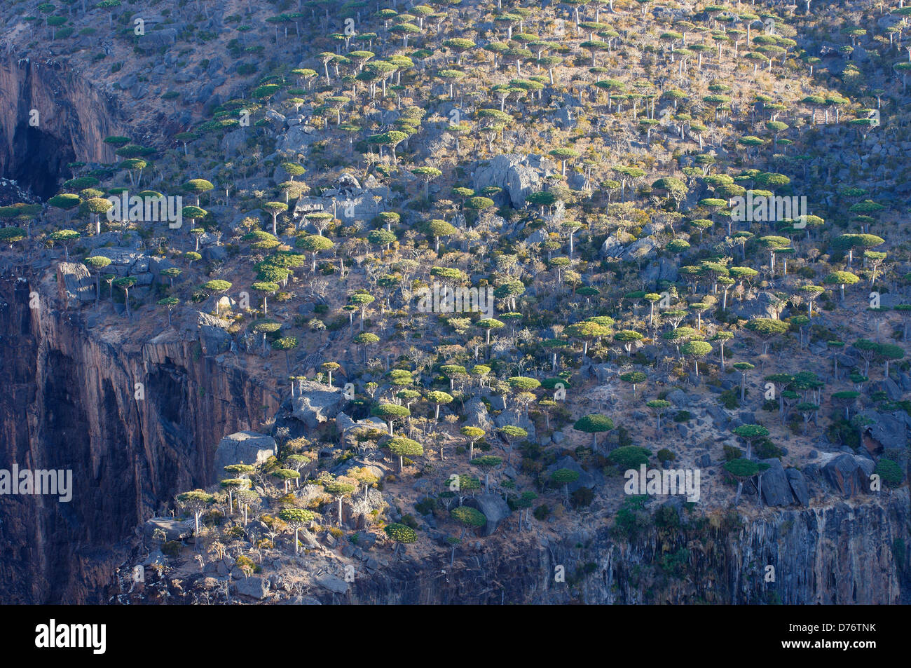 Dragon blood tree forest on the edge of the canyon's deep Stock Photo ...
