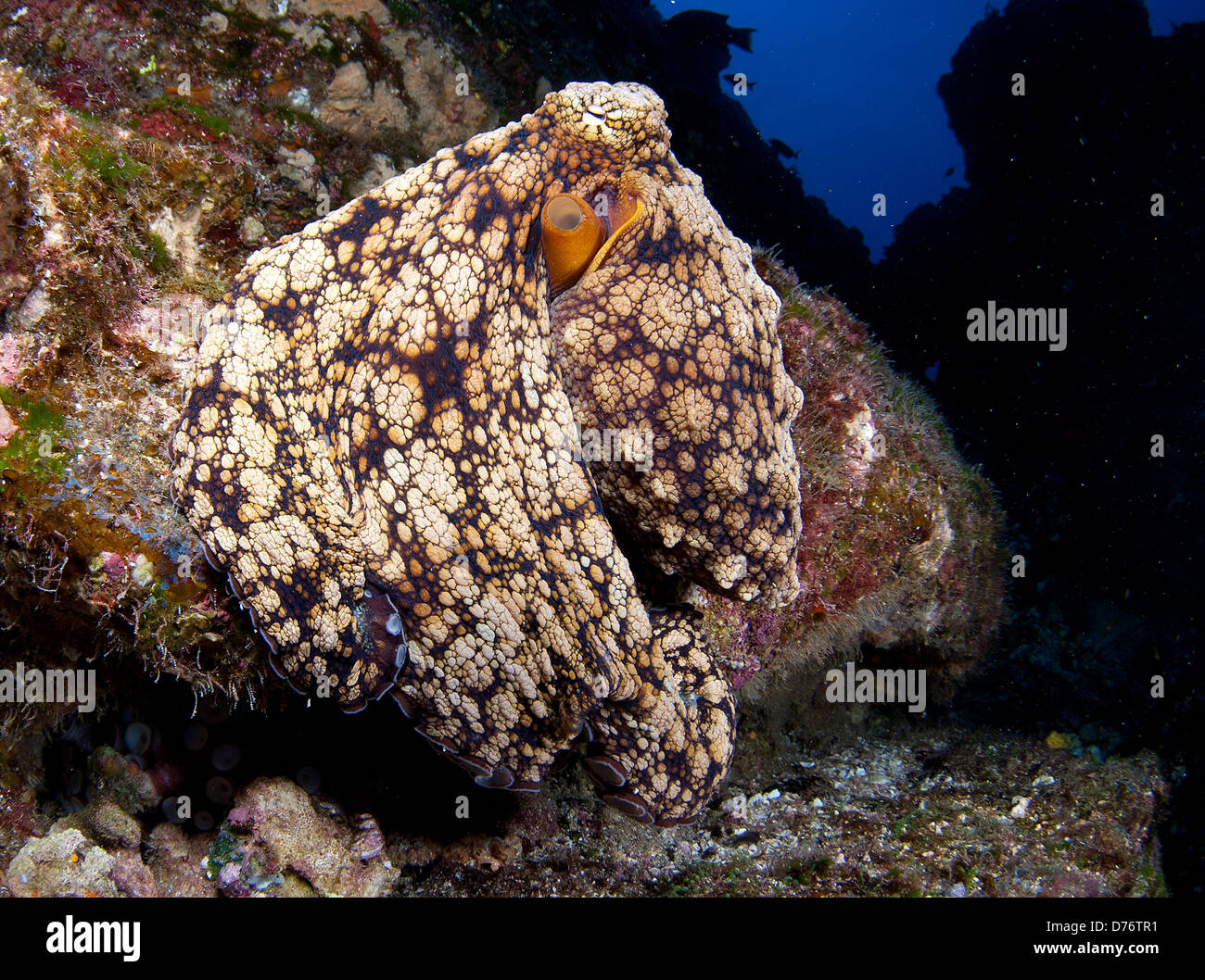 Two-Spot octopus Octopus bimaculatus in ocean San Benedicto Island ...