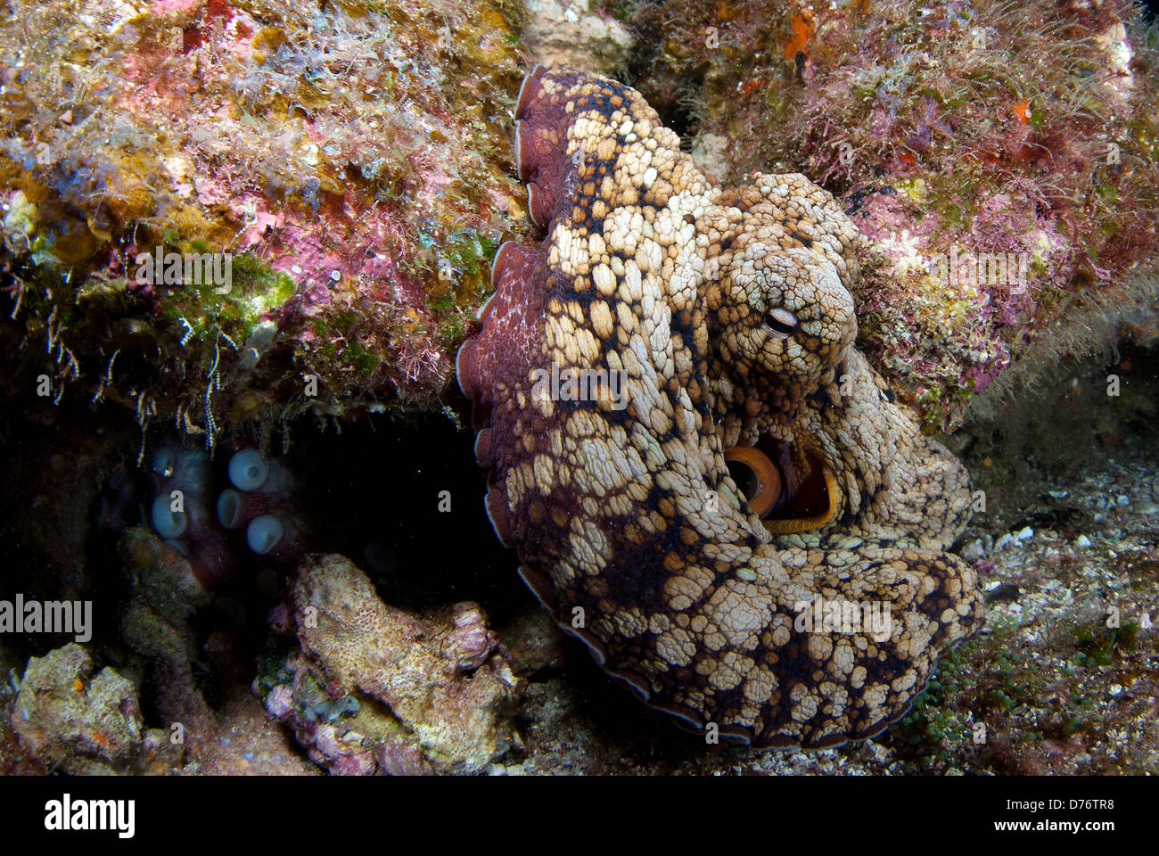 Two-Spot octopus Octopus bimaculatus in ocean San Benedicto Island ...