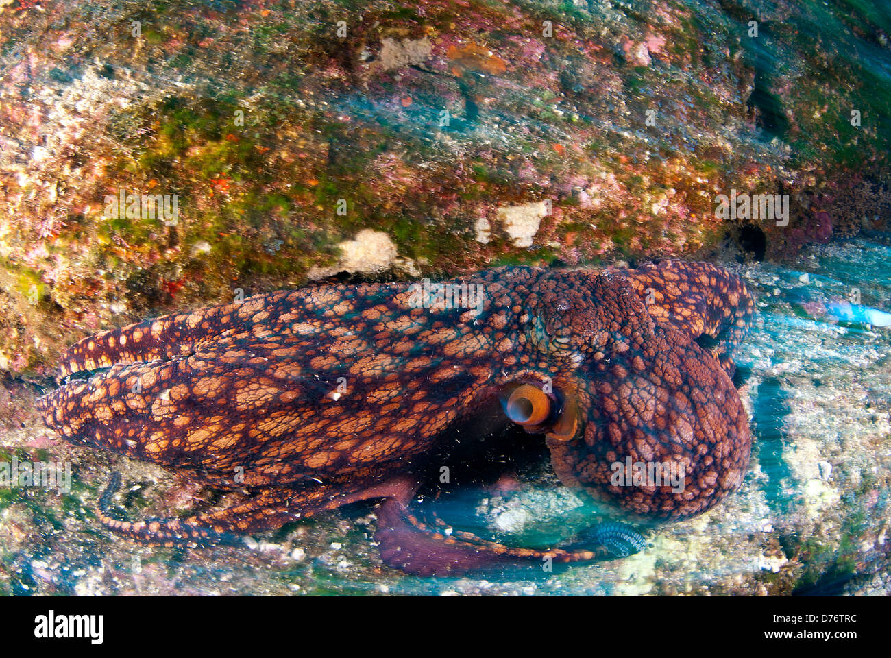Two-Spot octopus Octopus bimaculatus in ocean San Benedicto Island ...