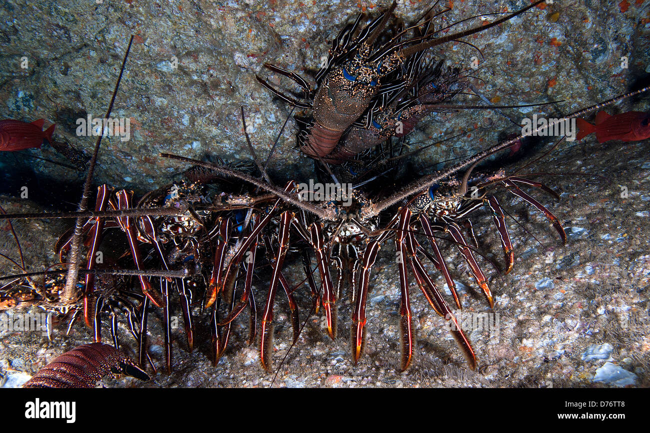 California spiny lobsters Panulirus interruptus underwater Socorro ...