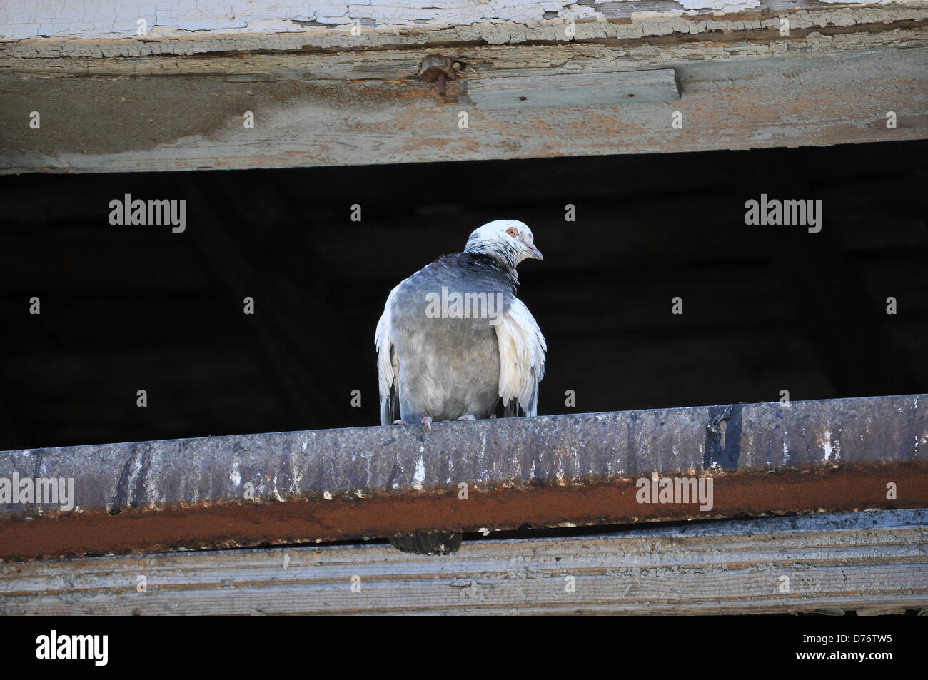 Dirty pigeon hi-res stock photography and images - Alamy