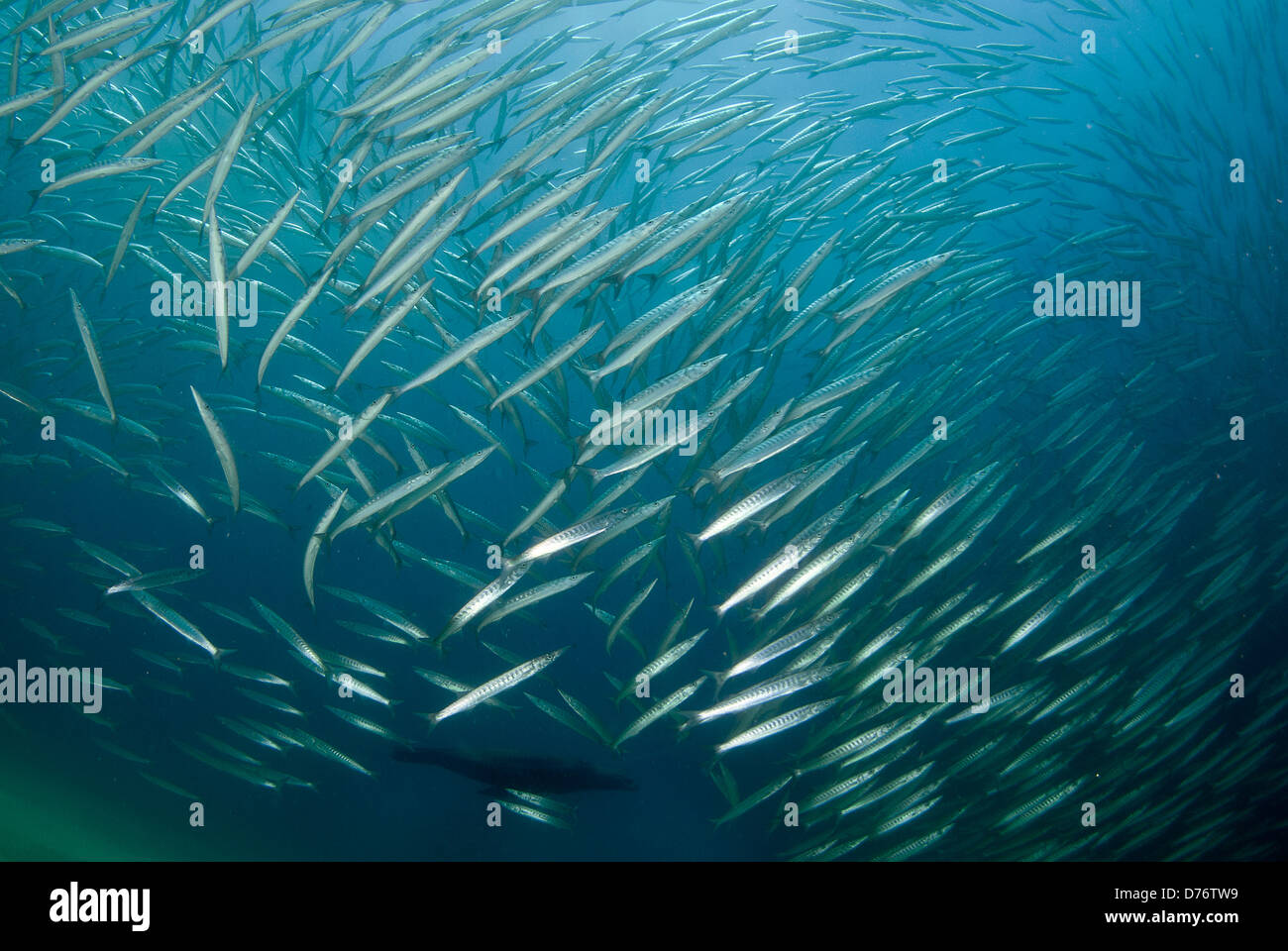 Mexican barracudas hi-res stock photography and images - Alamy