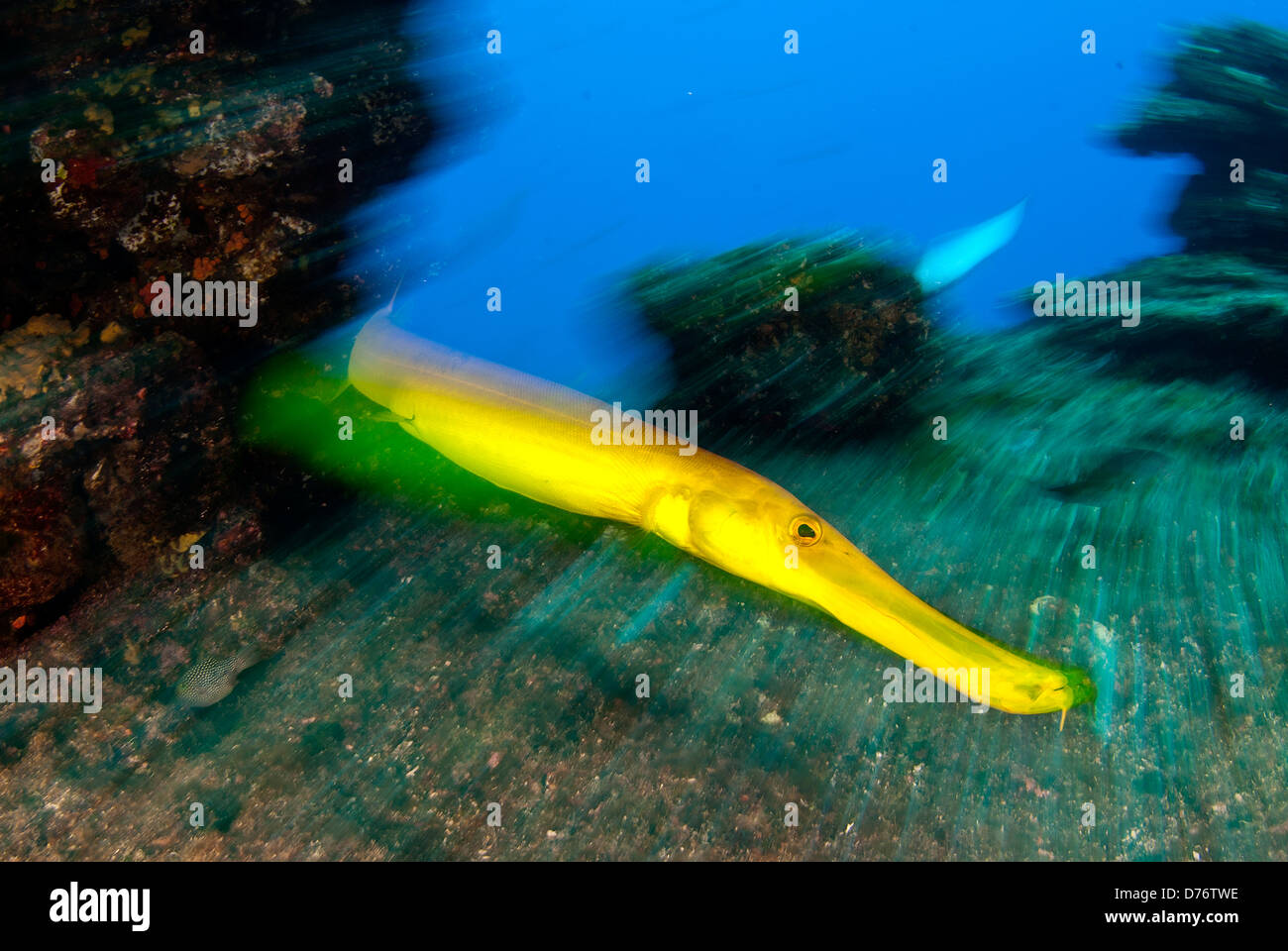 Chinese Trumpetfish Aulostomus Chinensis swimming underwater San ...