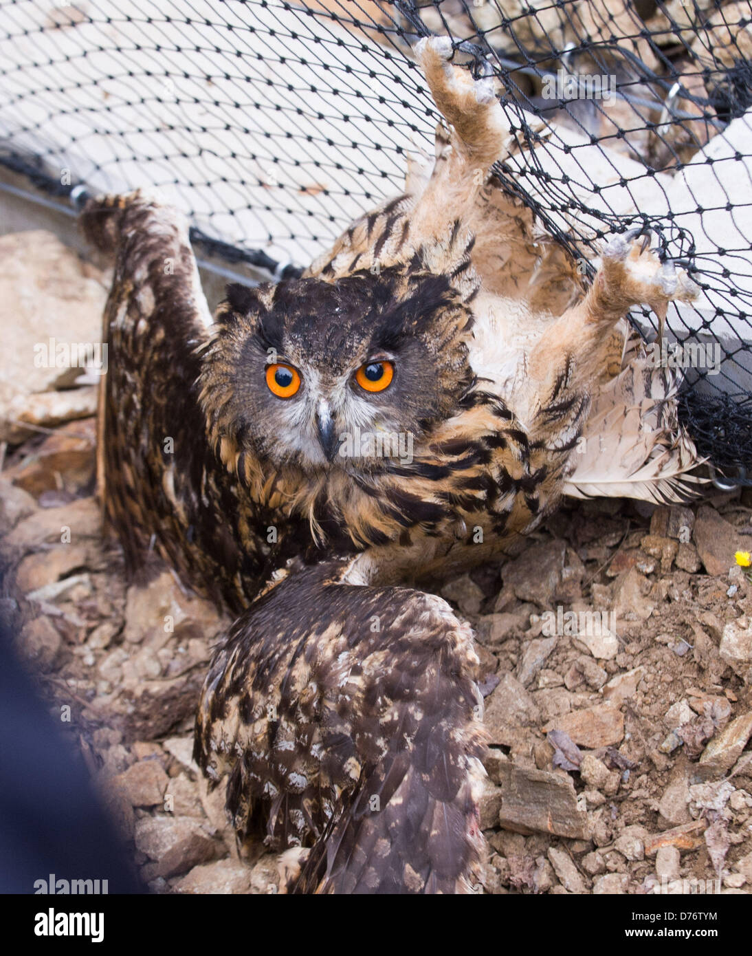 Eurasian Eagle-Owl (Bubo bubo) is seen in an owl aviary in a small ...