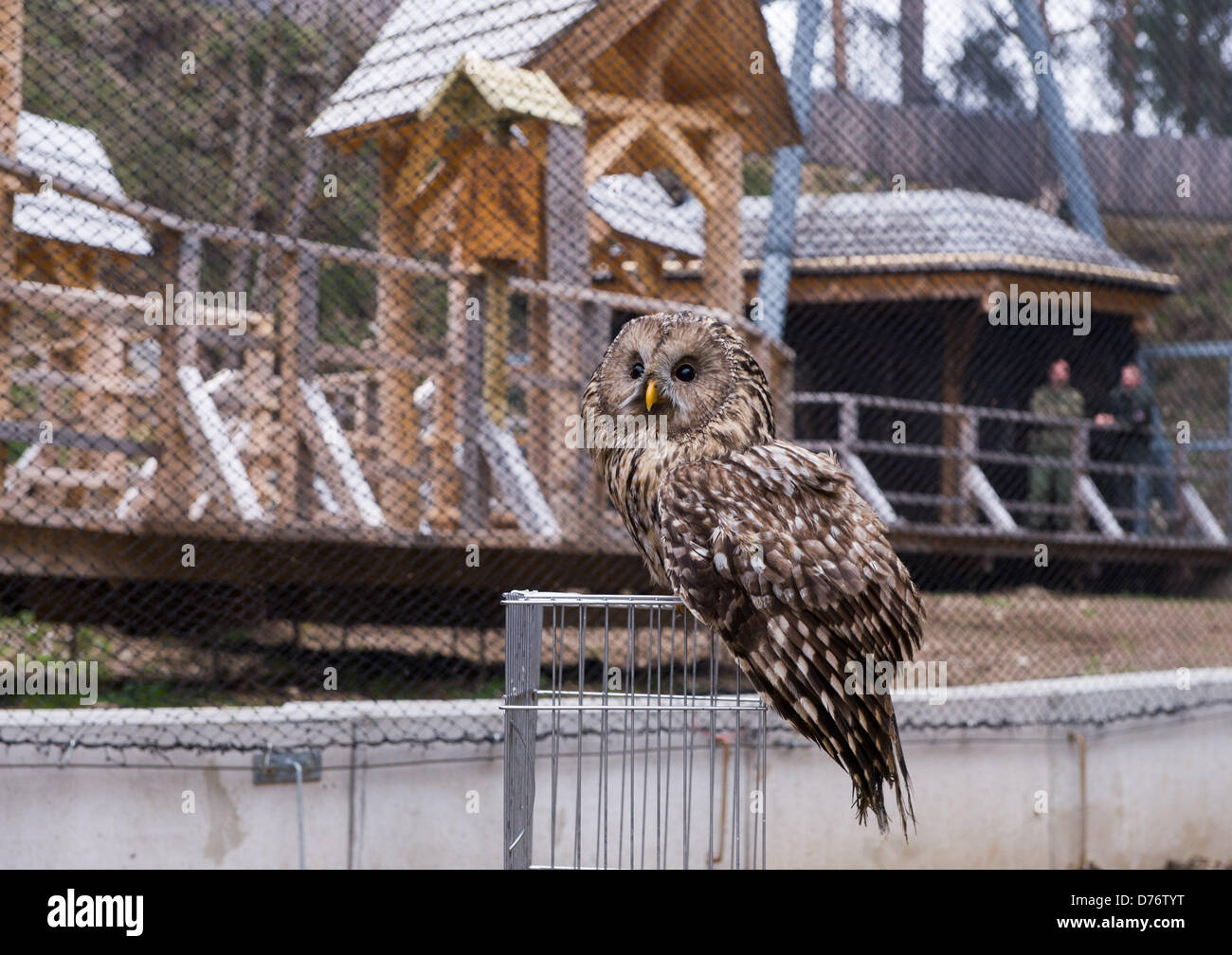 Ural Owl (Strix uralensis) is seen in an owl aviary in a small quarry ...