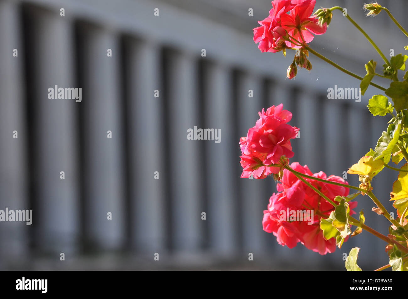 Roses over a temple in Athens, Greece Stock Photo - Alamy