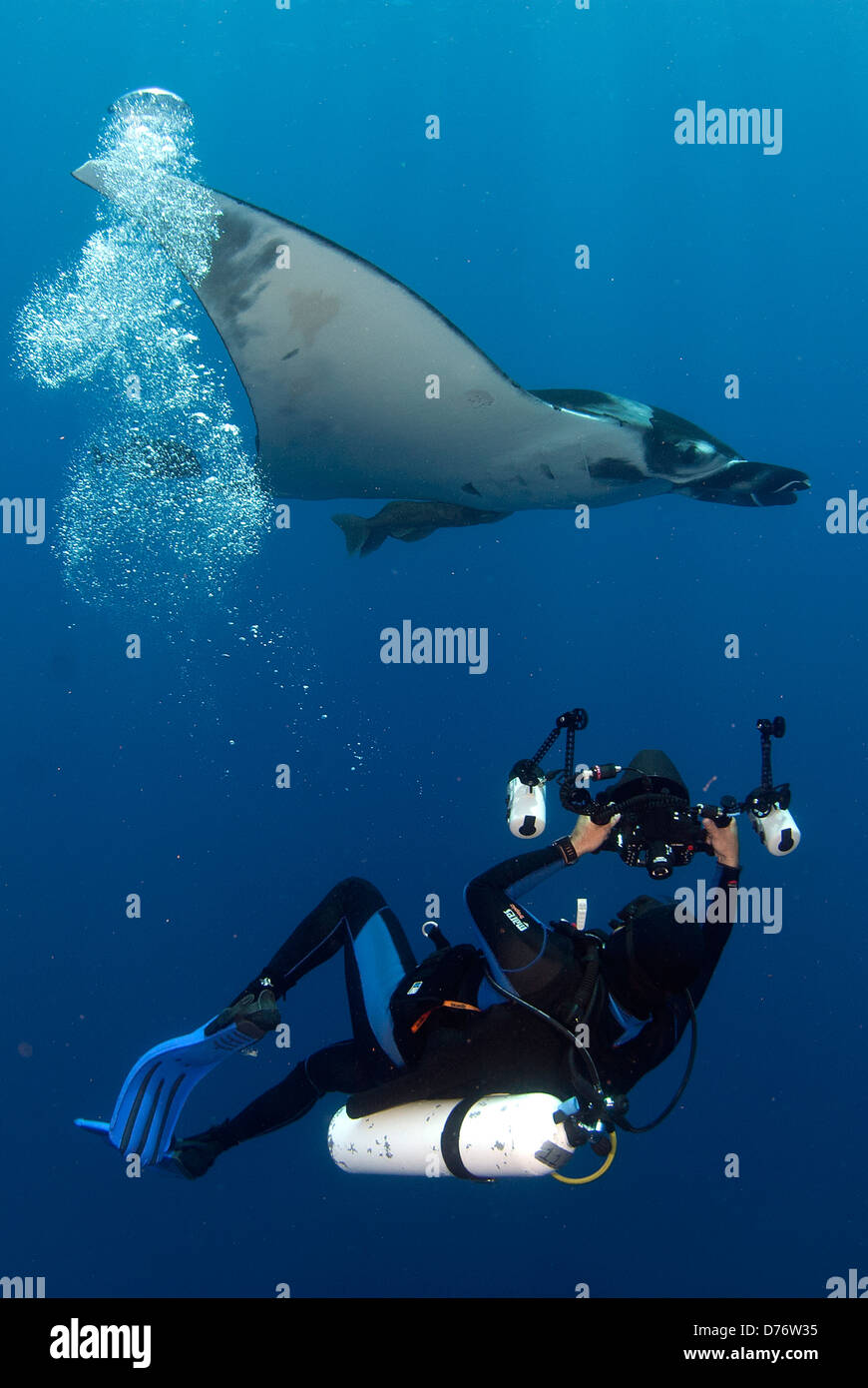 Underwater view Giant Manta ray Manta birostris scuba diver San ...