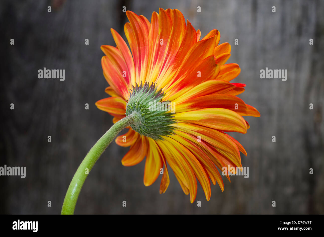 Great photo of a gerbera Stock Photo - Alamy